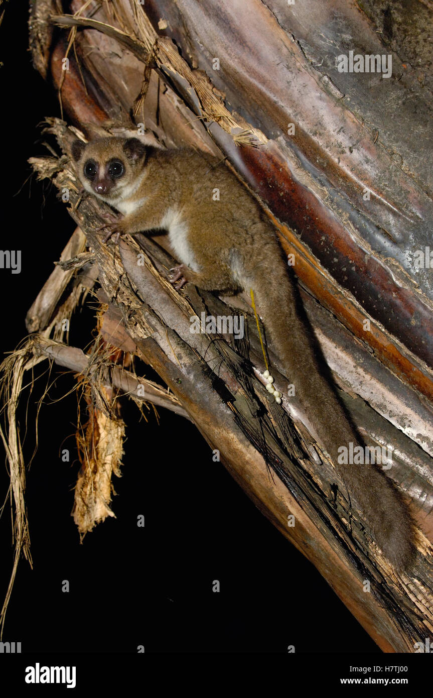 Greater Dwarf Lemur (Cheirogaleus major) in tree at night, Perinet ...