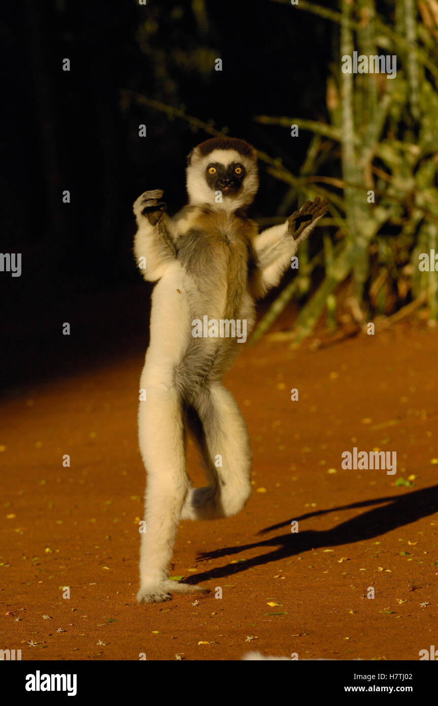 Verreaux's Sifaka (Propithecus verreauxi) hopping across open ground ...
