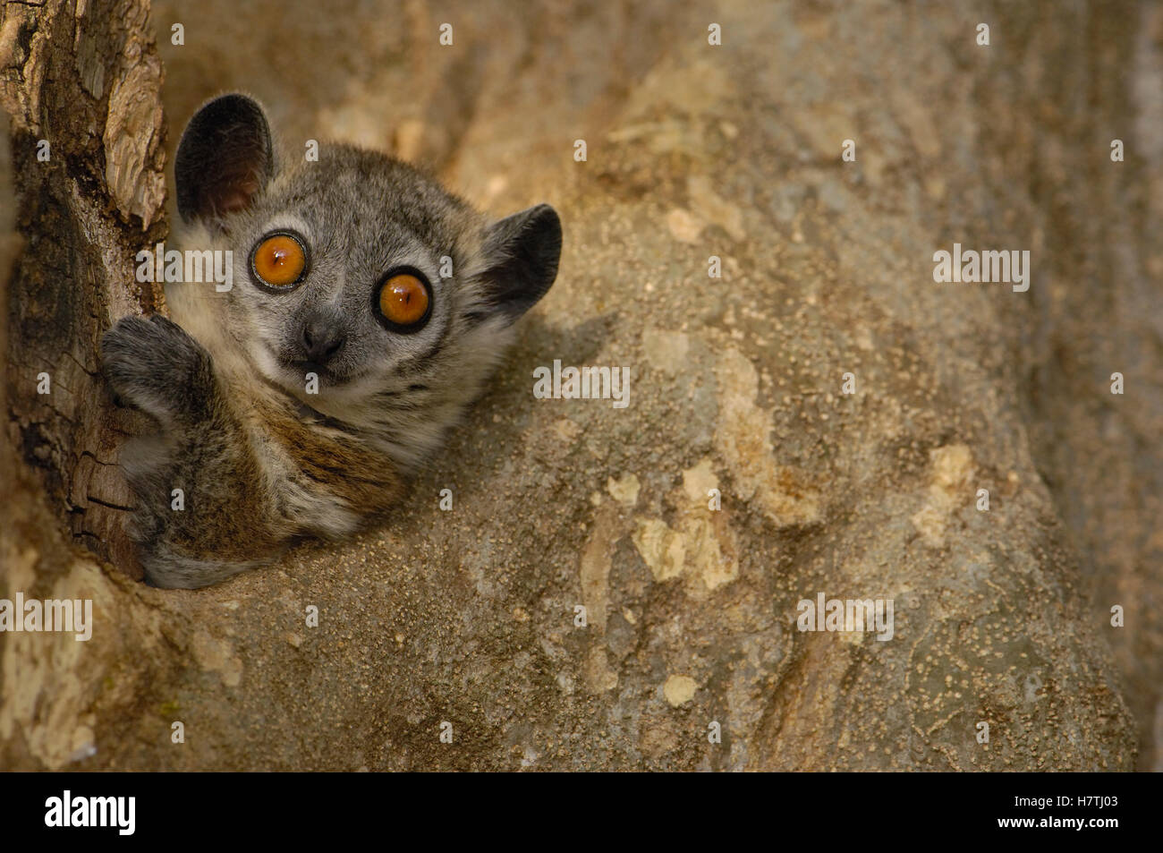 White-footed Sportive Lemur (Lepilemur leucopus) peeking out of nest ...