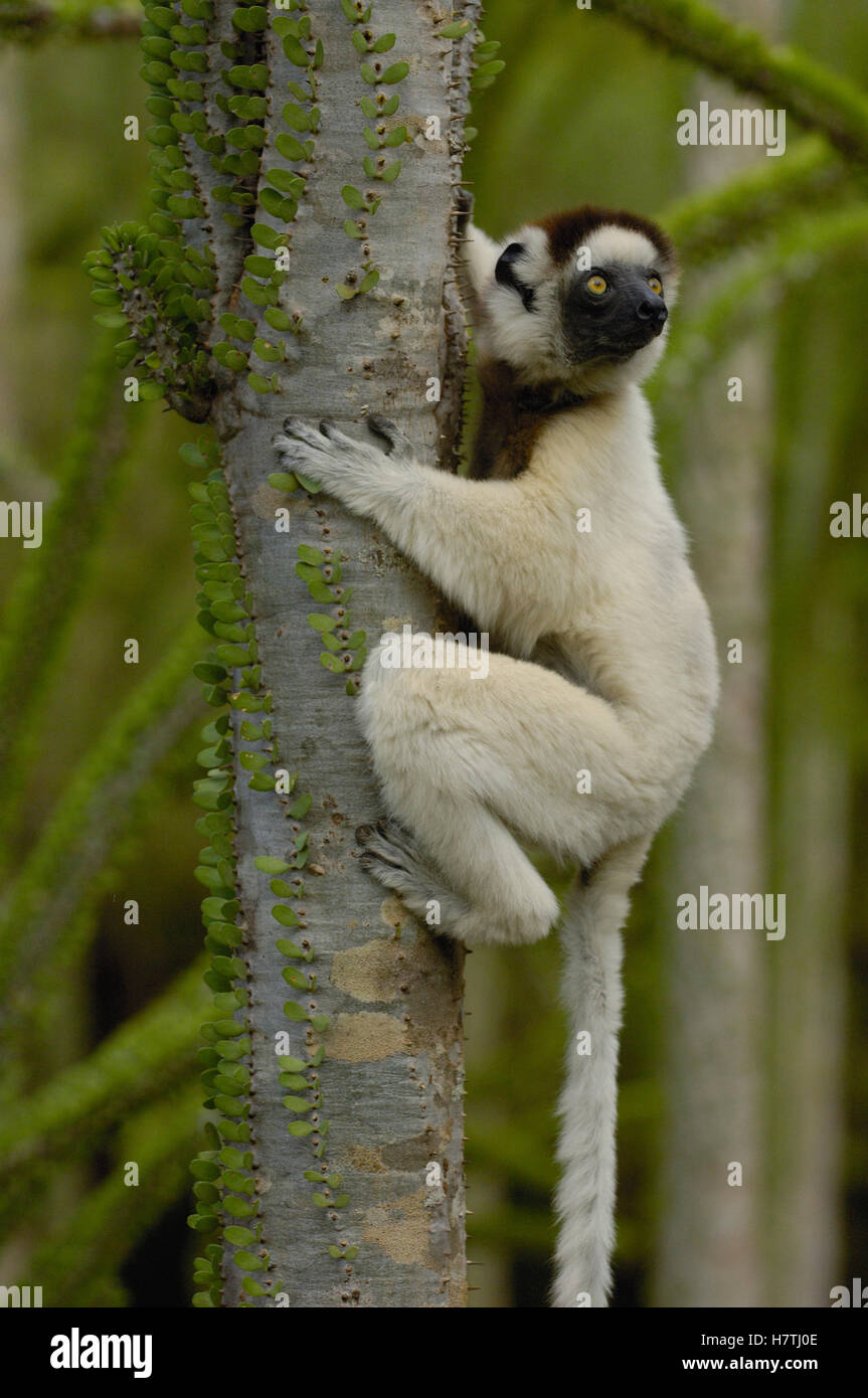 Verreaux's Sifaka (Propithecus verreauxi) sitting on Fantsiolotse ...