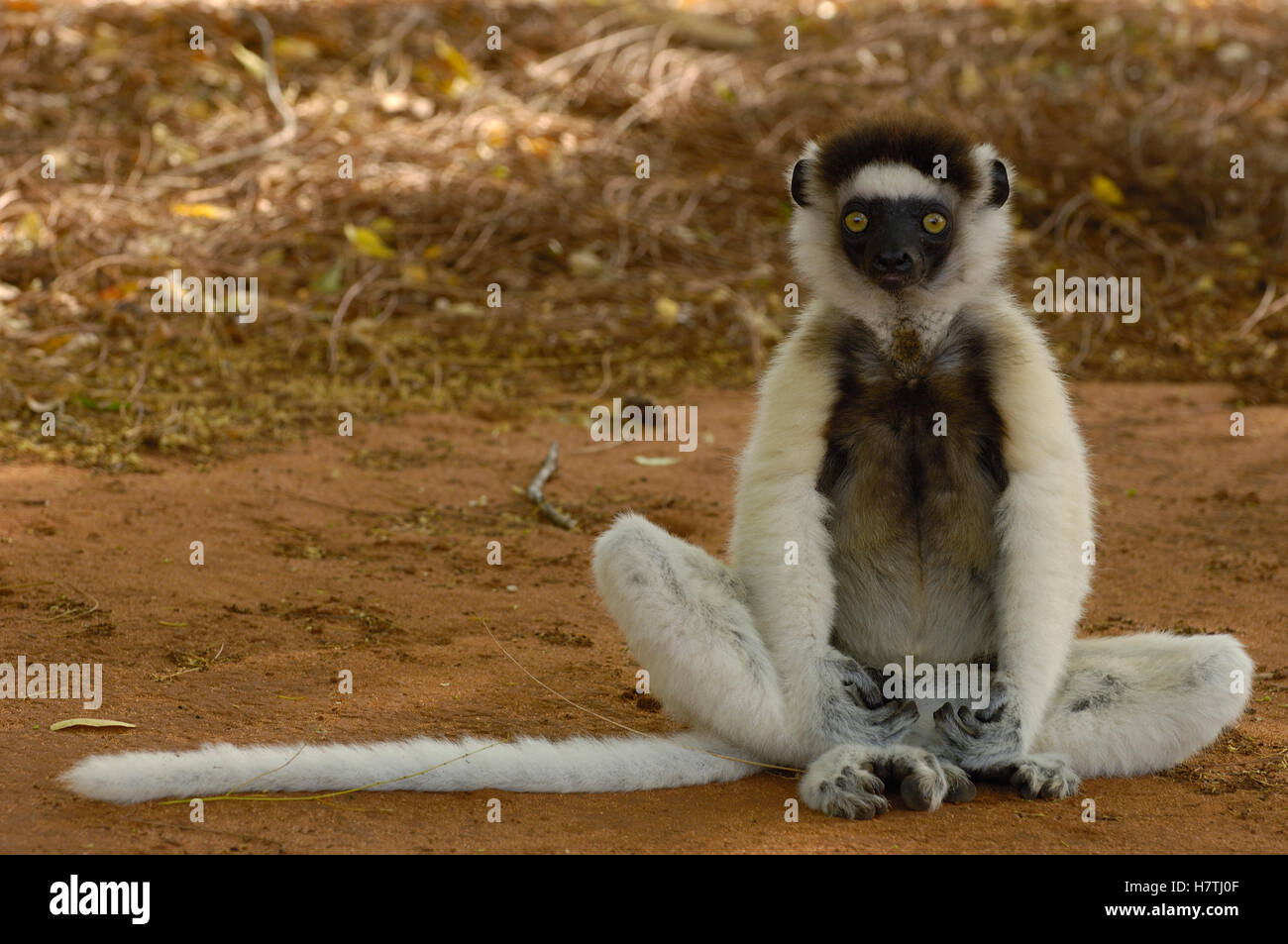 Sifaka propithecus sp hi-res stock photography and images - Alamy