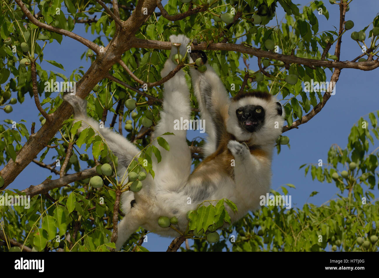 Verreaux's Sifaka (Propithecus verreauxi) hanging in tree, vulnerable ...