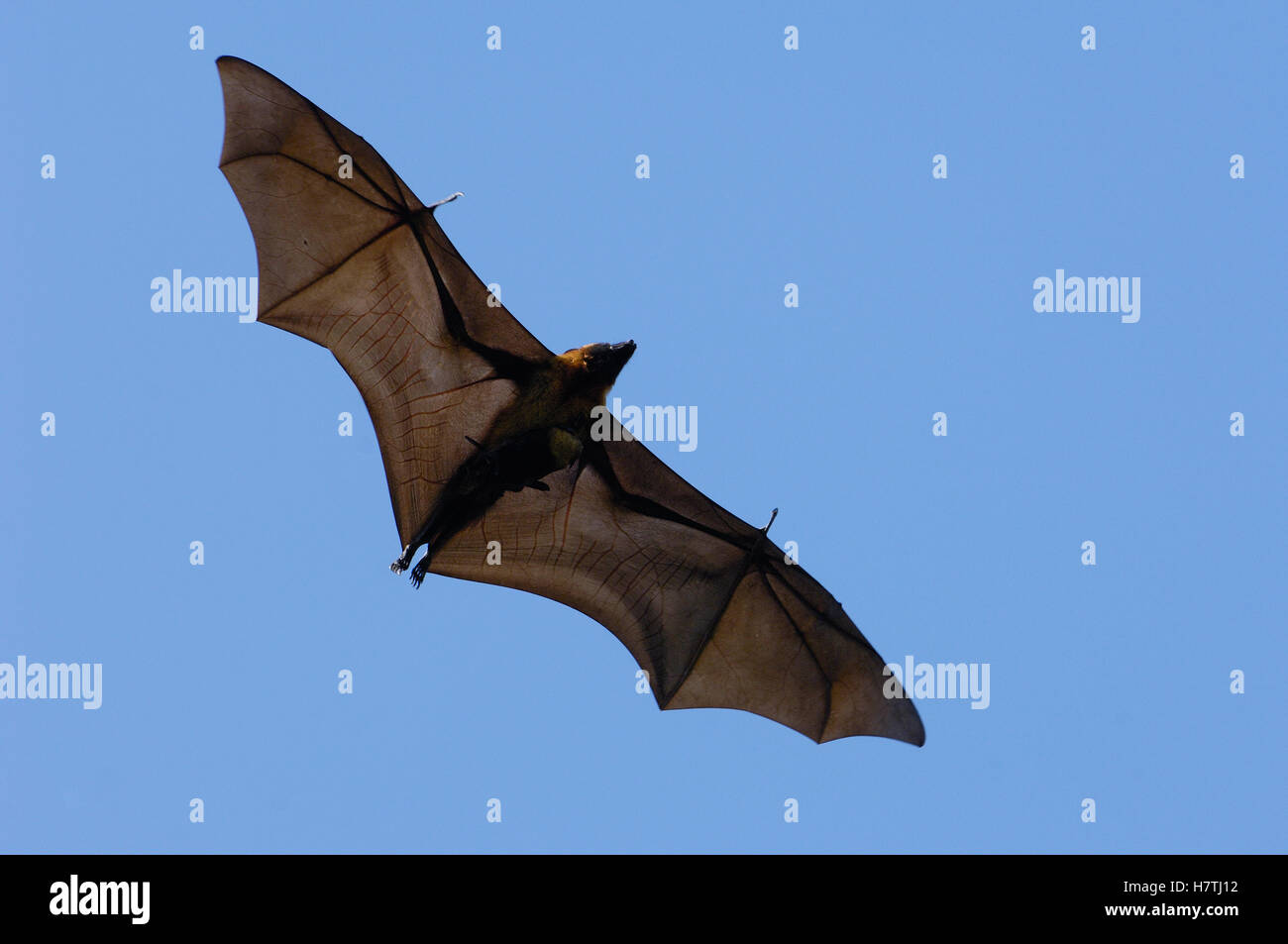Madagascar Flying Fox (Pteropus rufus) flying, Berenty Private Reserve ...