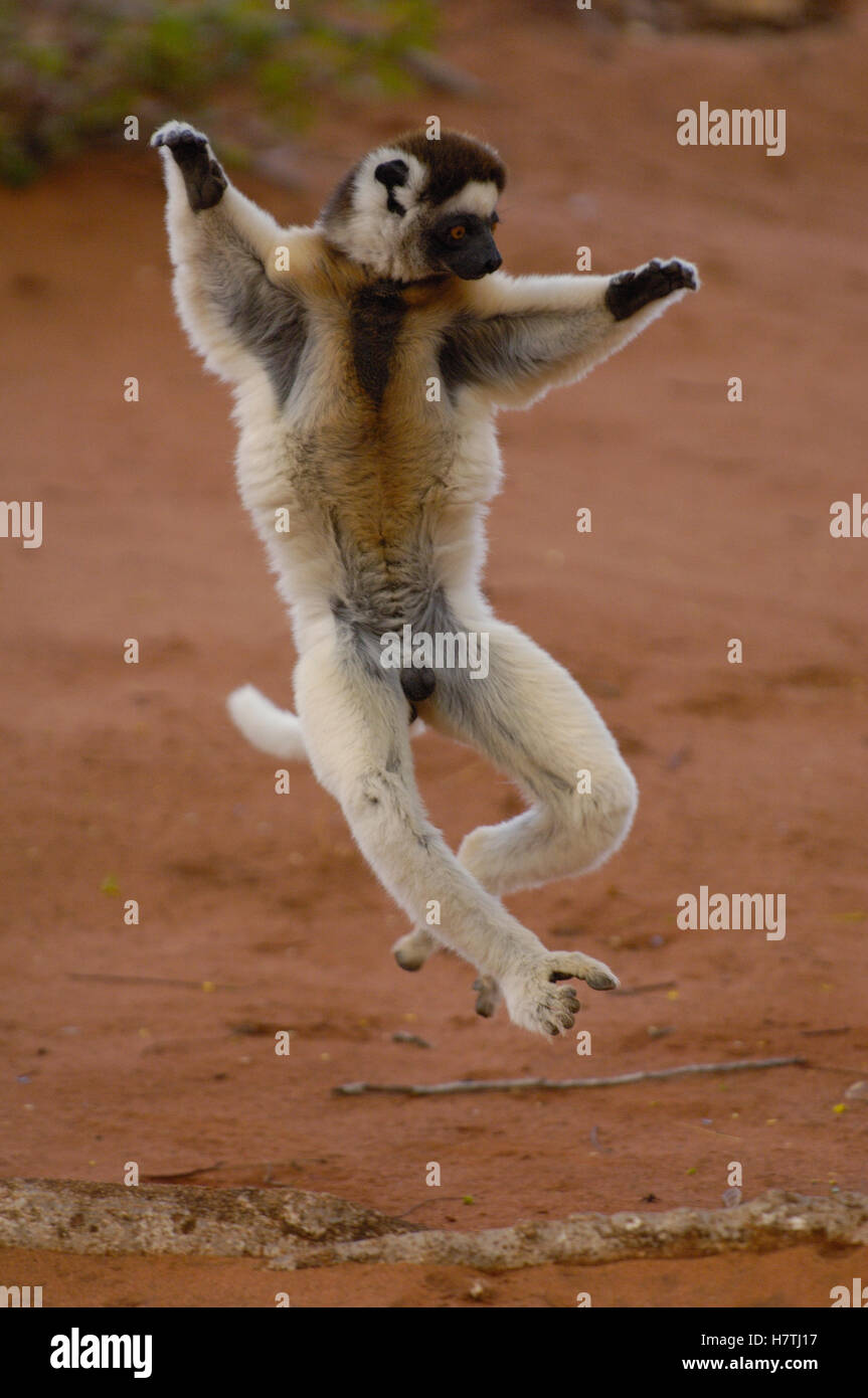 Verreaux's Sifaka (Propithecus verreauxi) hopping across open ground ...