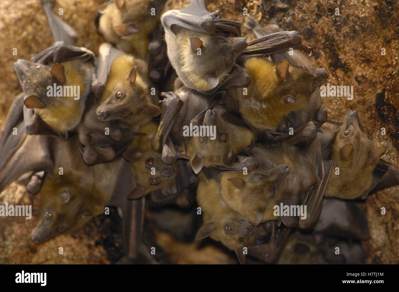 Madagascar Flying Fox (Pteropus rufus) group roosting in cave, Berenty ...