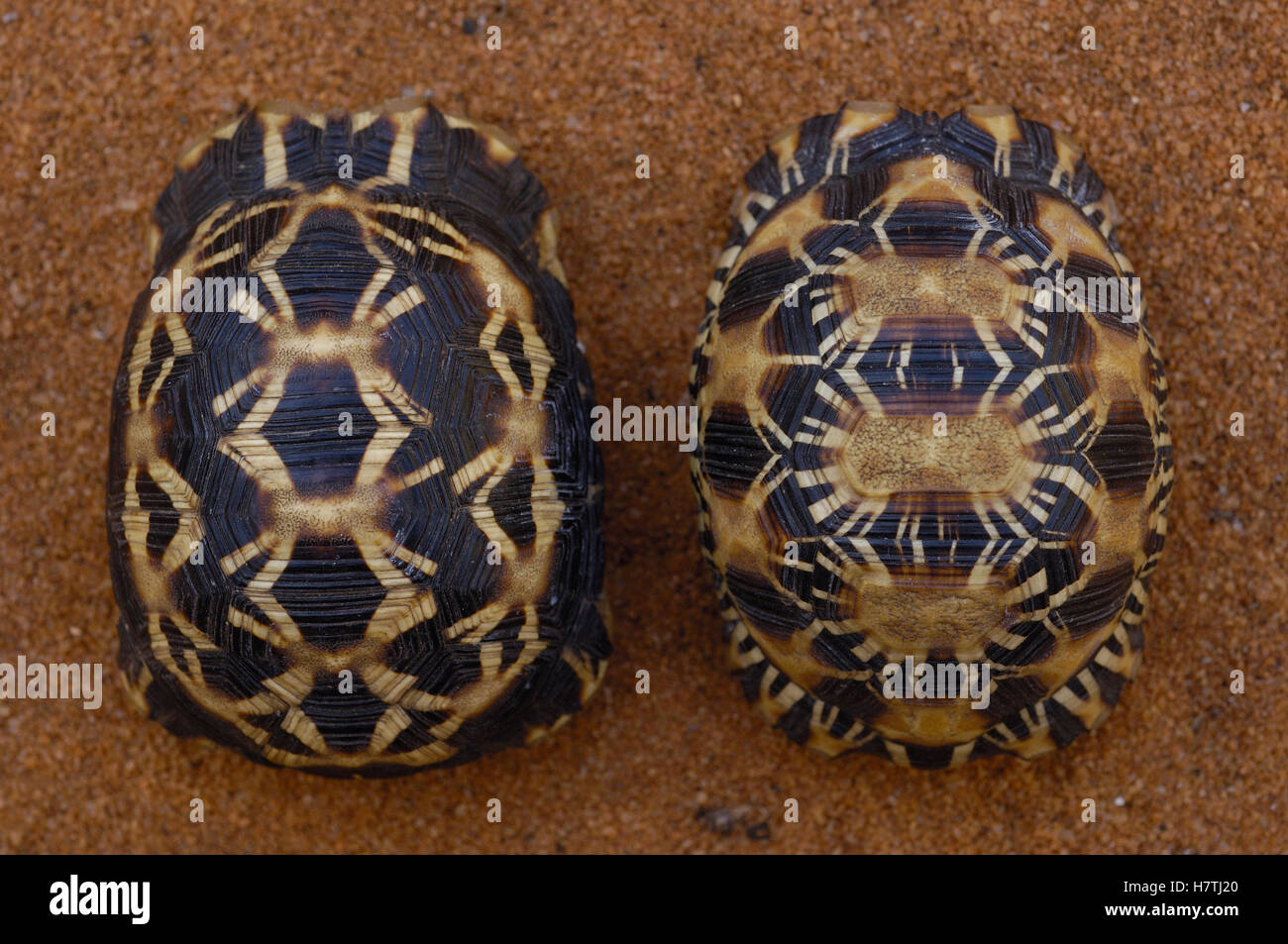 Spider Tortoise (Pyxis arachnoides) left, and Radiated Tortoise ...