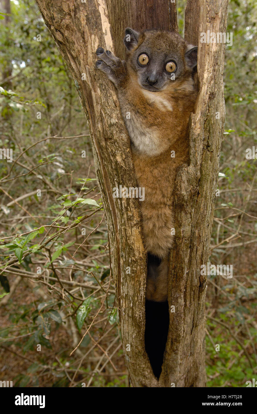Red-tailed Sportive Lemur (Lepilemur ruficaudatus) in tree trunk ...