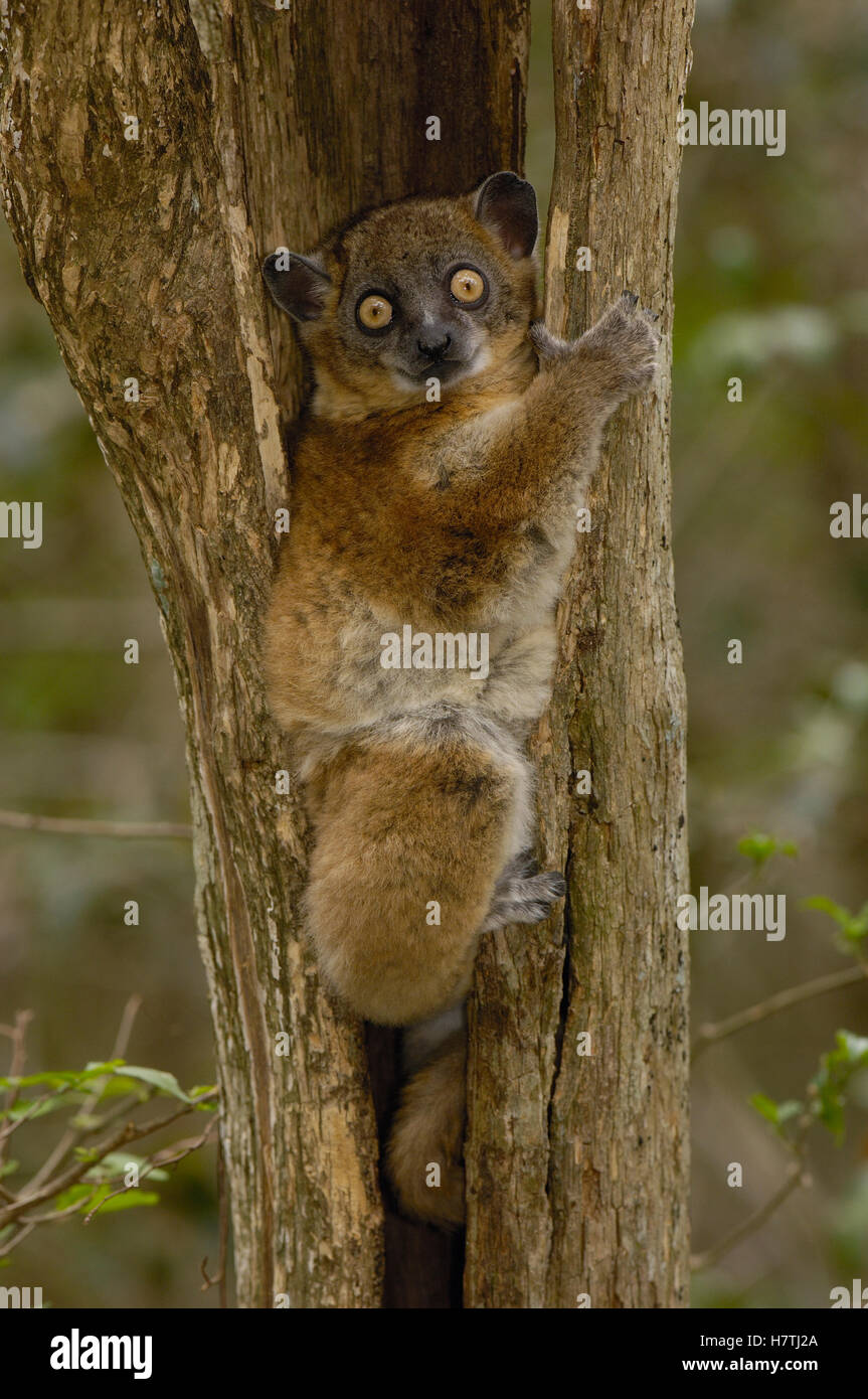 Red-tailed Sportive Lemur (Lepilemur ruficaudatus) in tree trunk ...