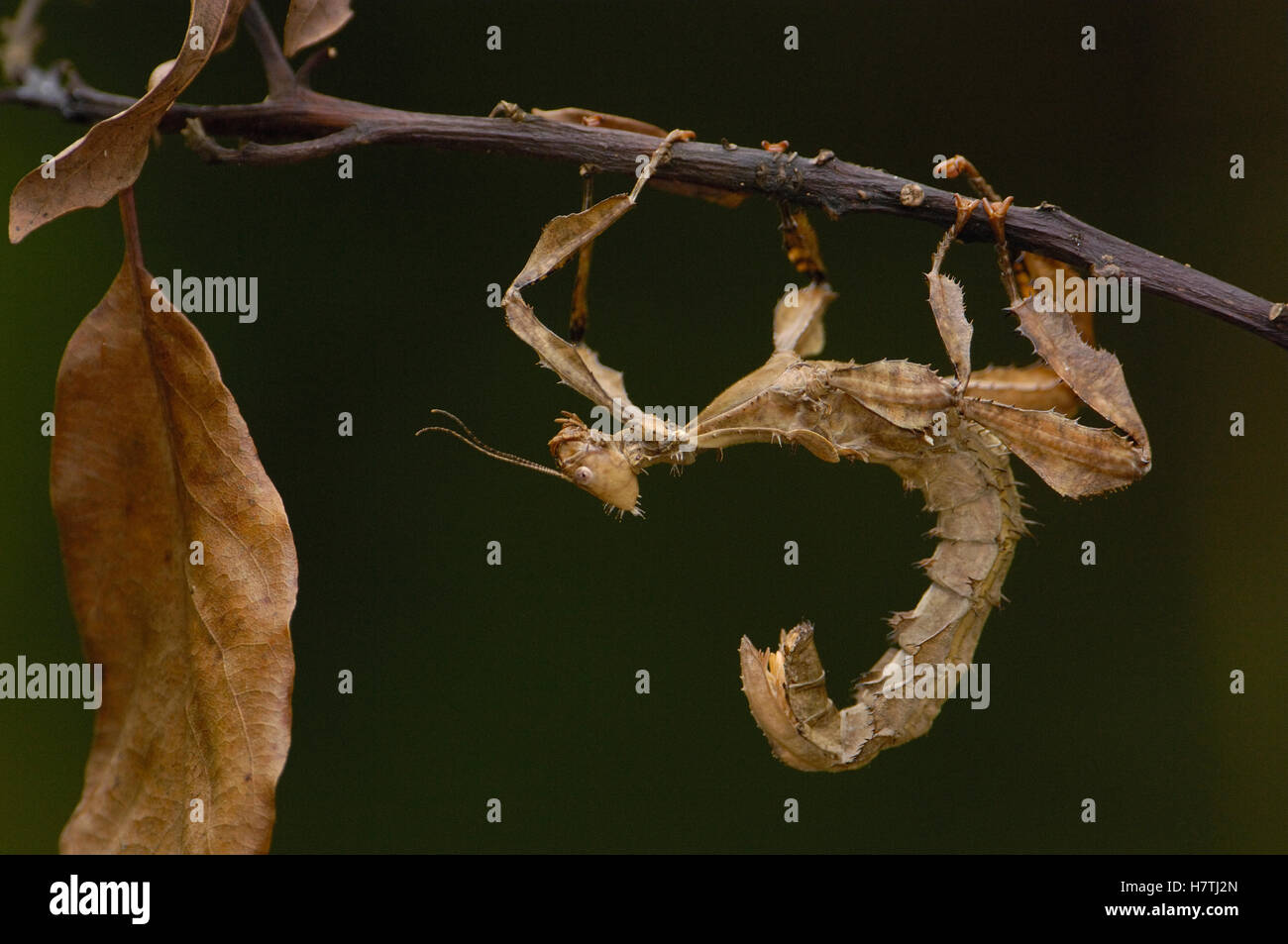 Australian Walking Stick (Extatosoma tiaratum) harmless, Australia ...