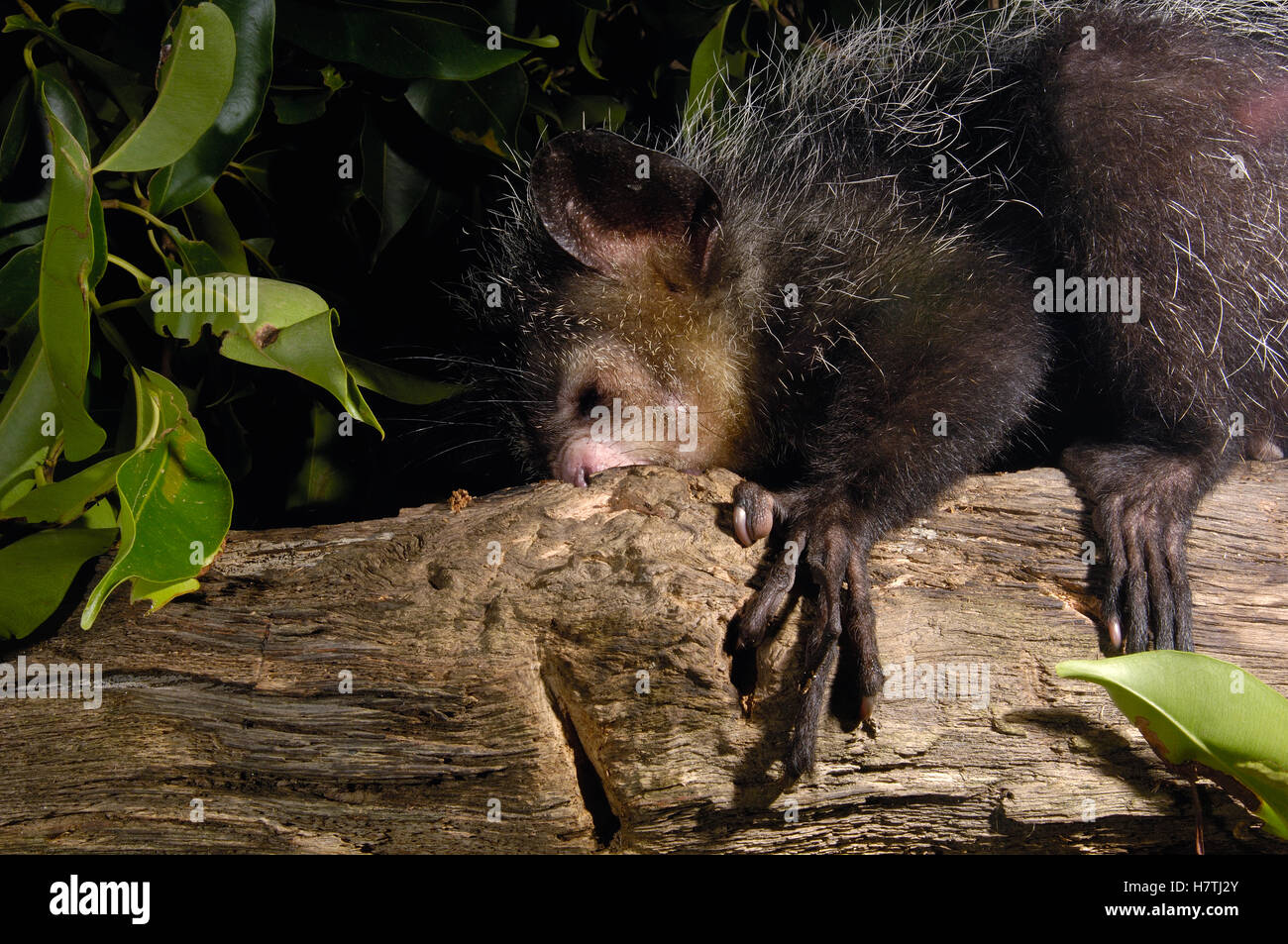 Aye-aye (Daubentonia madagascariensis) one of the more bizarre mammals ...