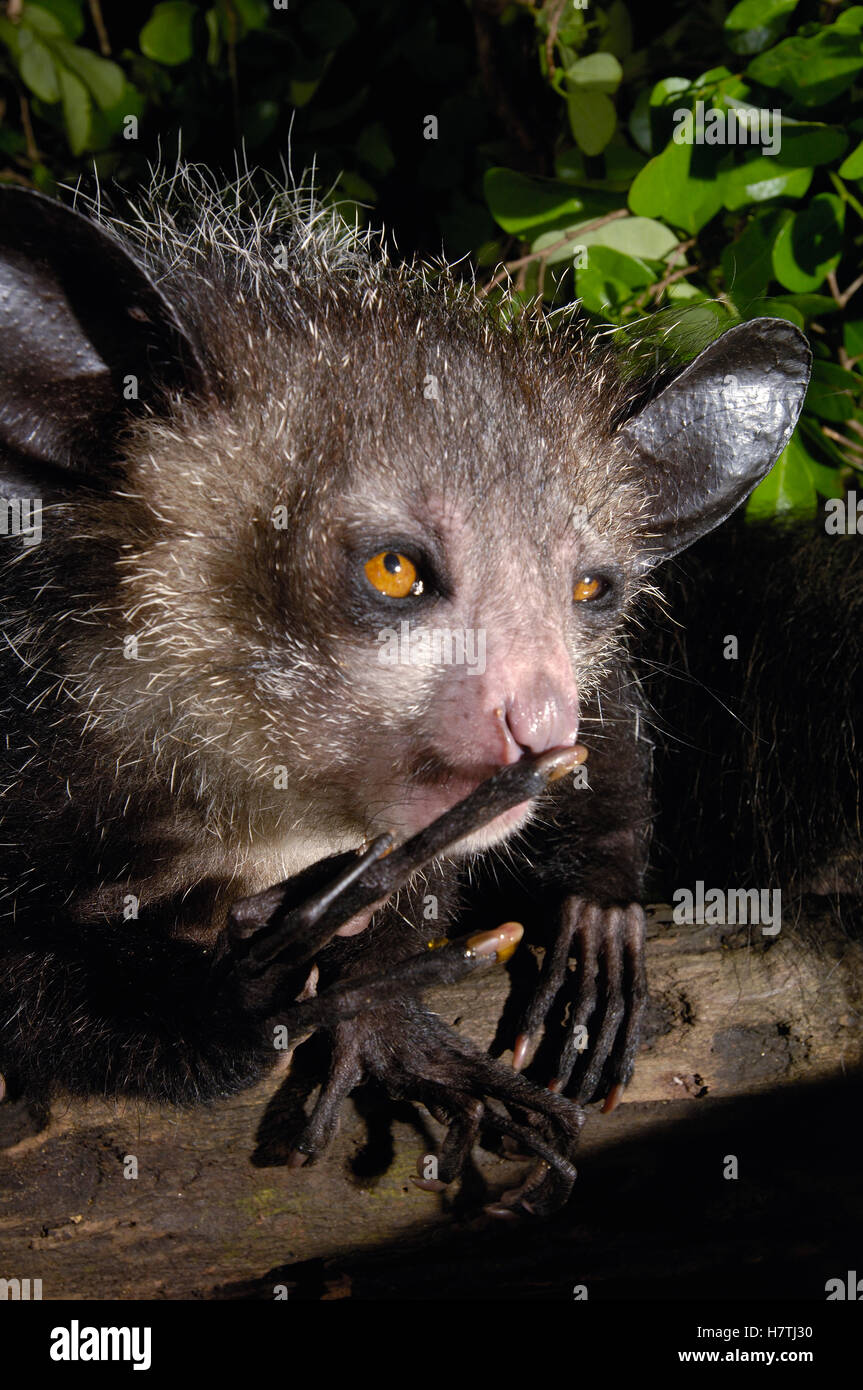 Aye-aye (Daubentonia madagascariensis) one of the more bizarre mammals ...