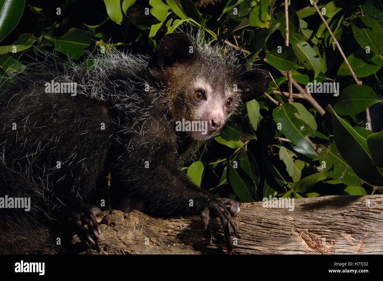 Aye-aye (Daubentonia madagascariensis) one of the more bizarre mammals ...