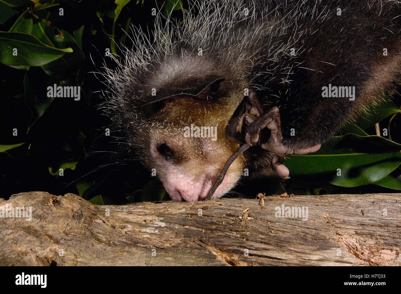 Aye-aye (Daubentonia madagascariensis) one of the more bizarre mammals ...