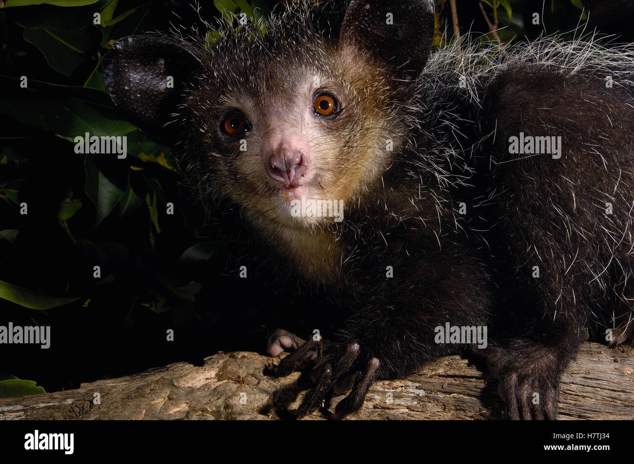 Aye-aye (Daubentonia madagascariensis) one of the more bizarre mammals ...