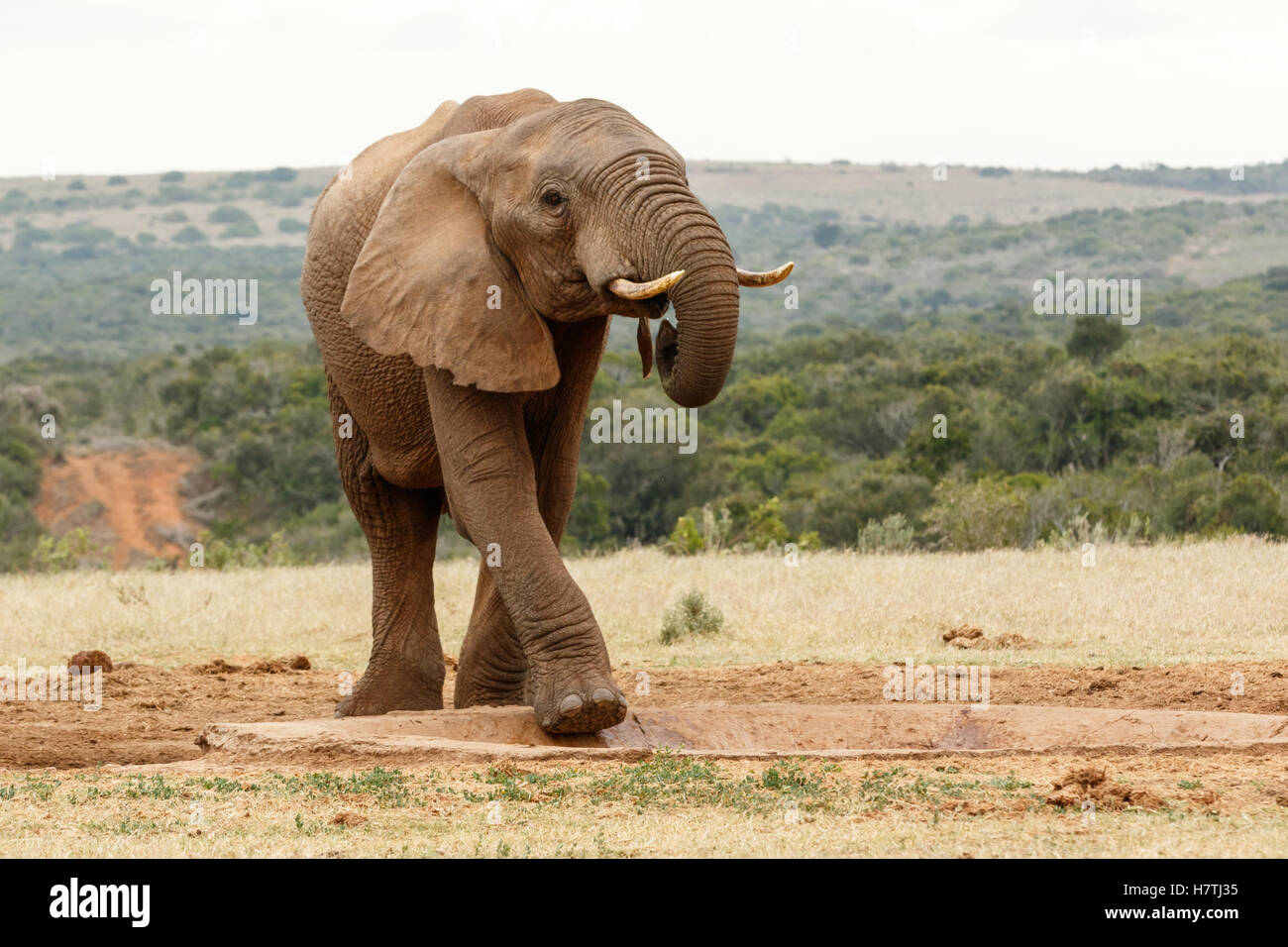 African elephant lifting hi-res stock photography and images - Alamy