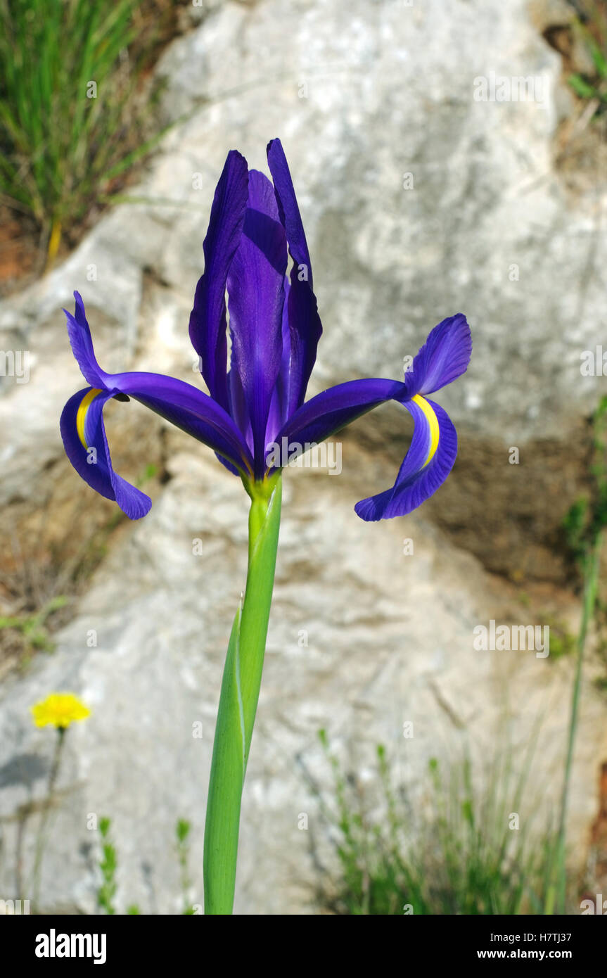 This is the wildflower Iris xiphium, the Spanish iris or the Small ...