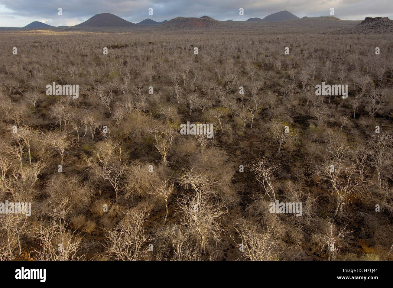 Palo Santo (Bursera graveolens) trees growing in arid landscape ...