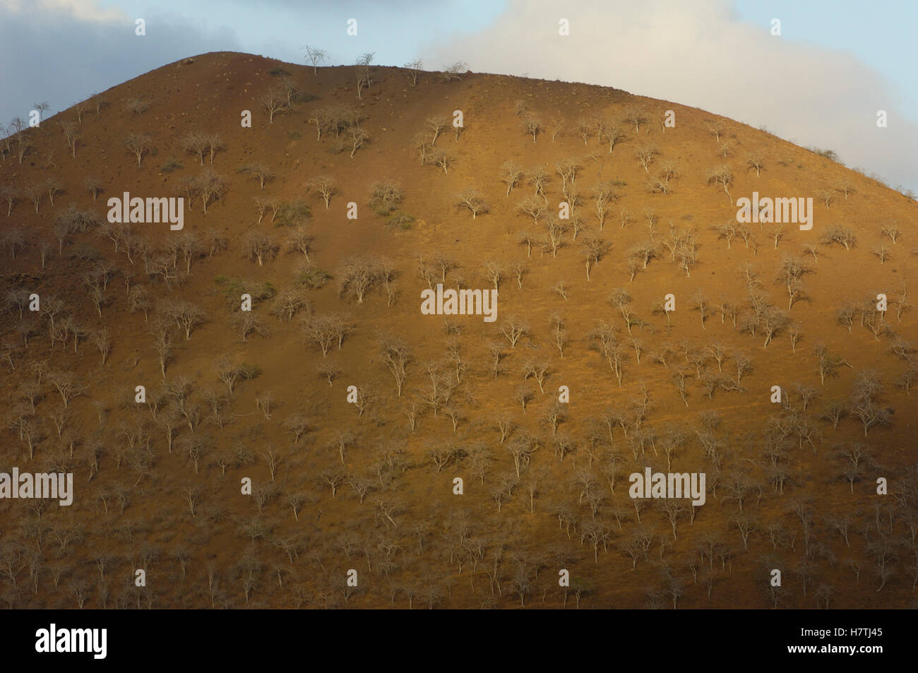 Palo Santo (Bursera graveolens) trees growing in arid landscape ...