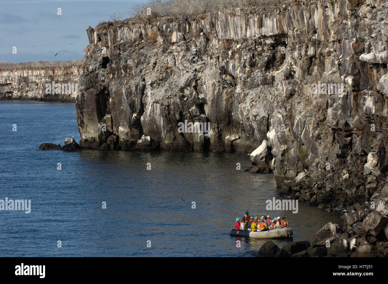 Masked Booby (Sula dactylatra) nesting colony observed by tourists from ...