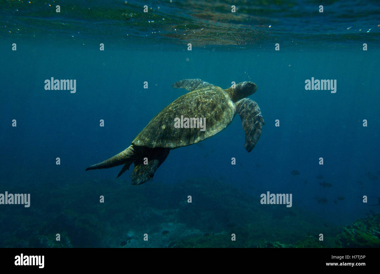 Pacific Green Sea Turtle (Chelonia mydas agassizi) swimming off ...