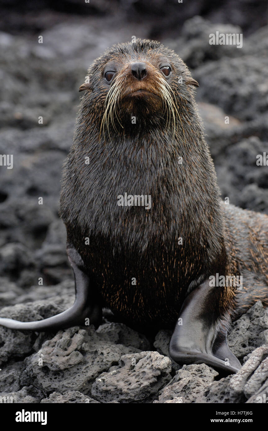 Galapagos Fur Seal (Arctocephalus galapagoensis) pup, portrait ...