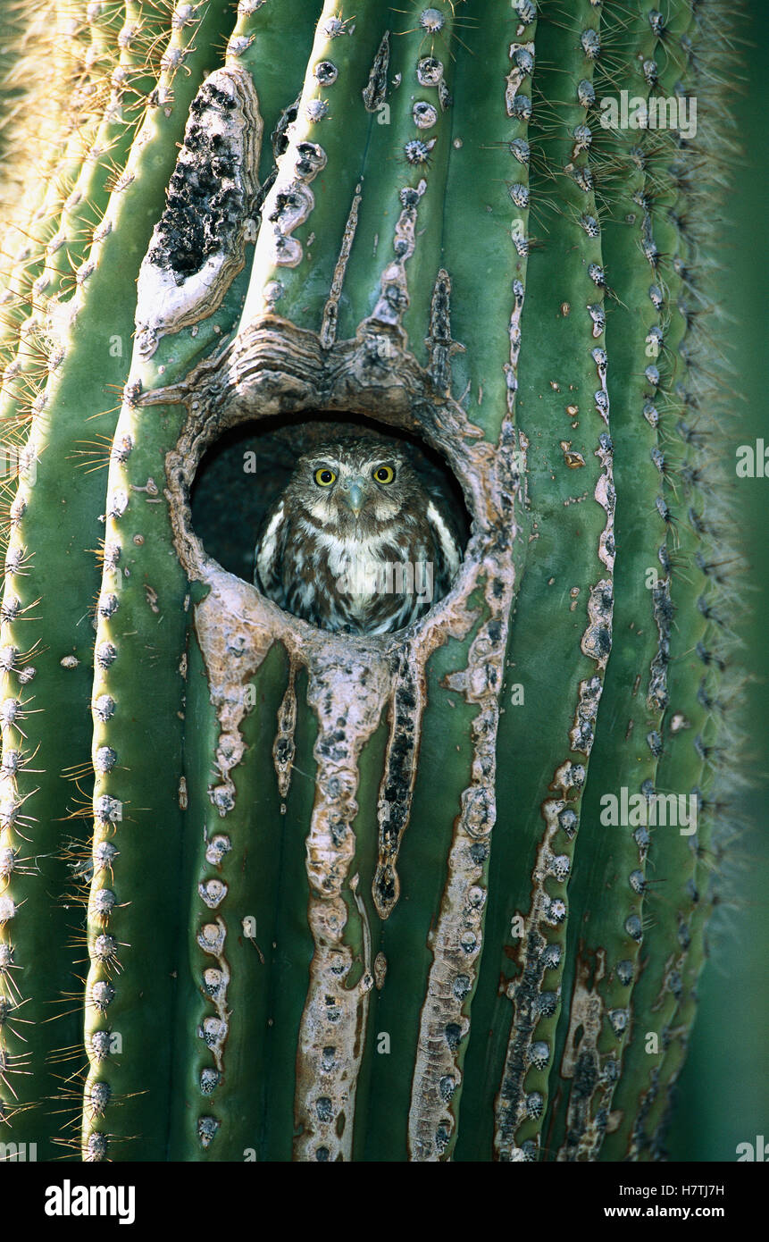 Ferruginous Pygmy Owl (Glaucidium brasilianum) adult peering out from ...