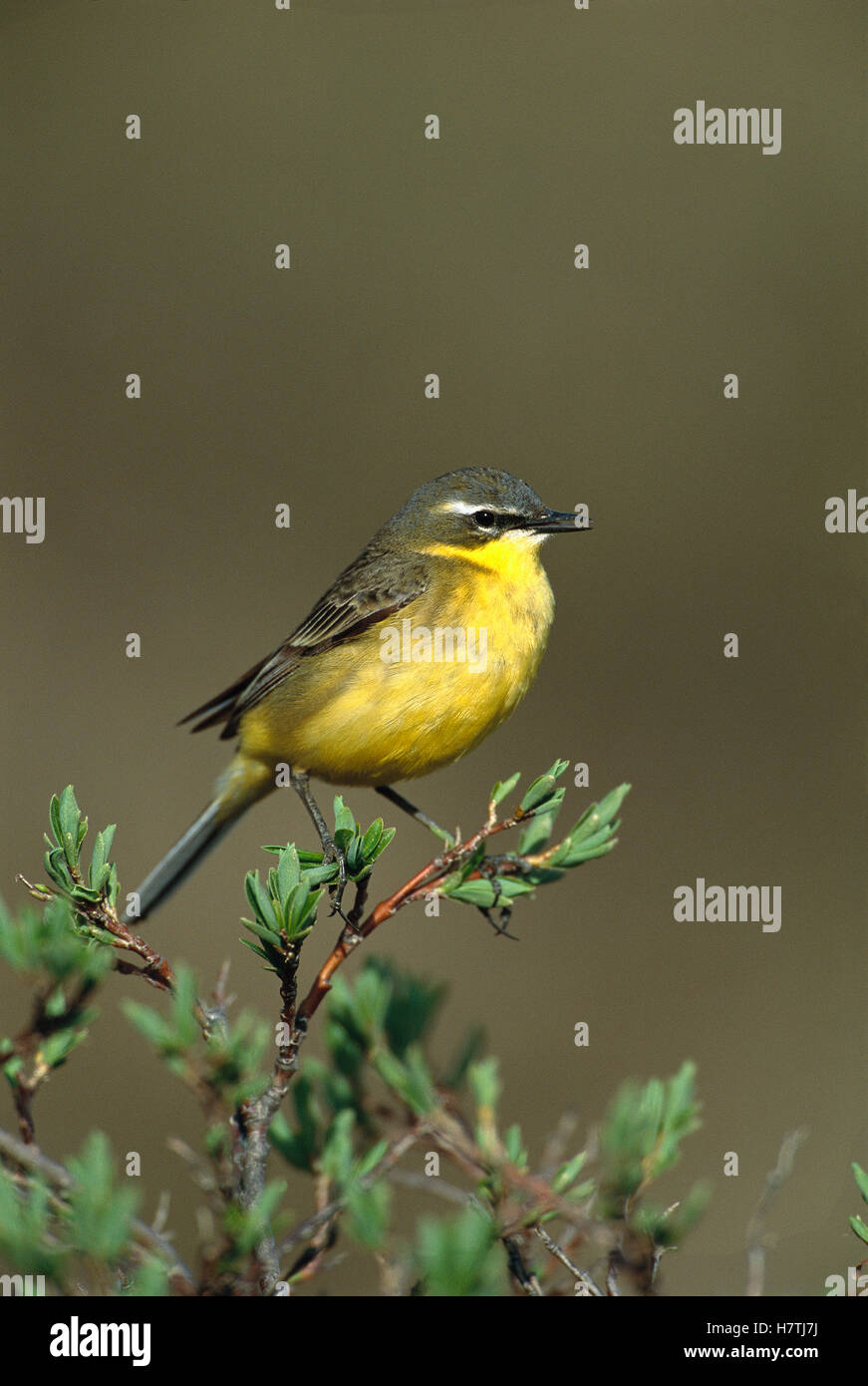 Blue-headed Wagtail (Motacilla flava) perching, Nome, Alaska Stock Photo - Alamy