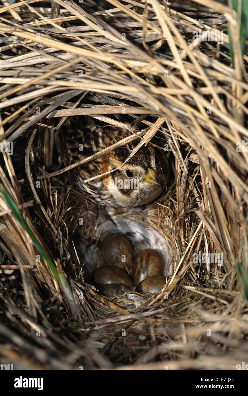 Lapland Bunting (Calcarius lapponicus) in nest with eggs, Nome, Alaska ...
