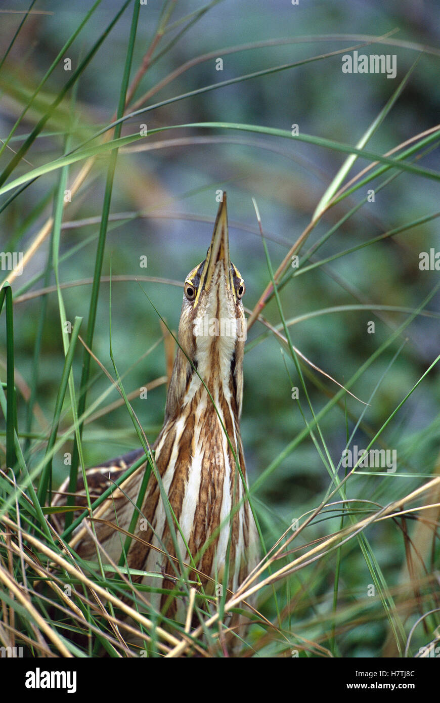 American Bittern (Botaurus lentiginosus) raising neck to achieve ...