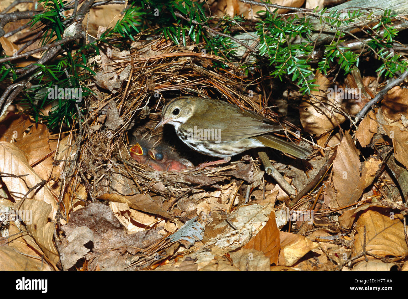 Ovenbird (Seiurus aurocapilla) parent in ground nest with chicks, Adirondack Mountains, New York ...