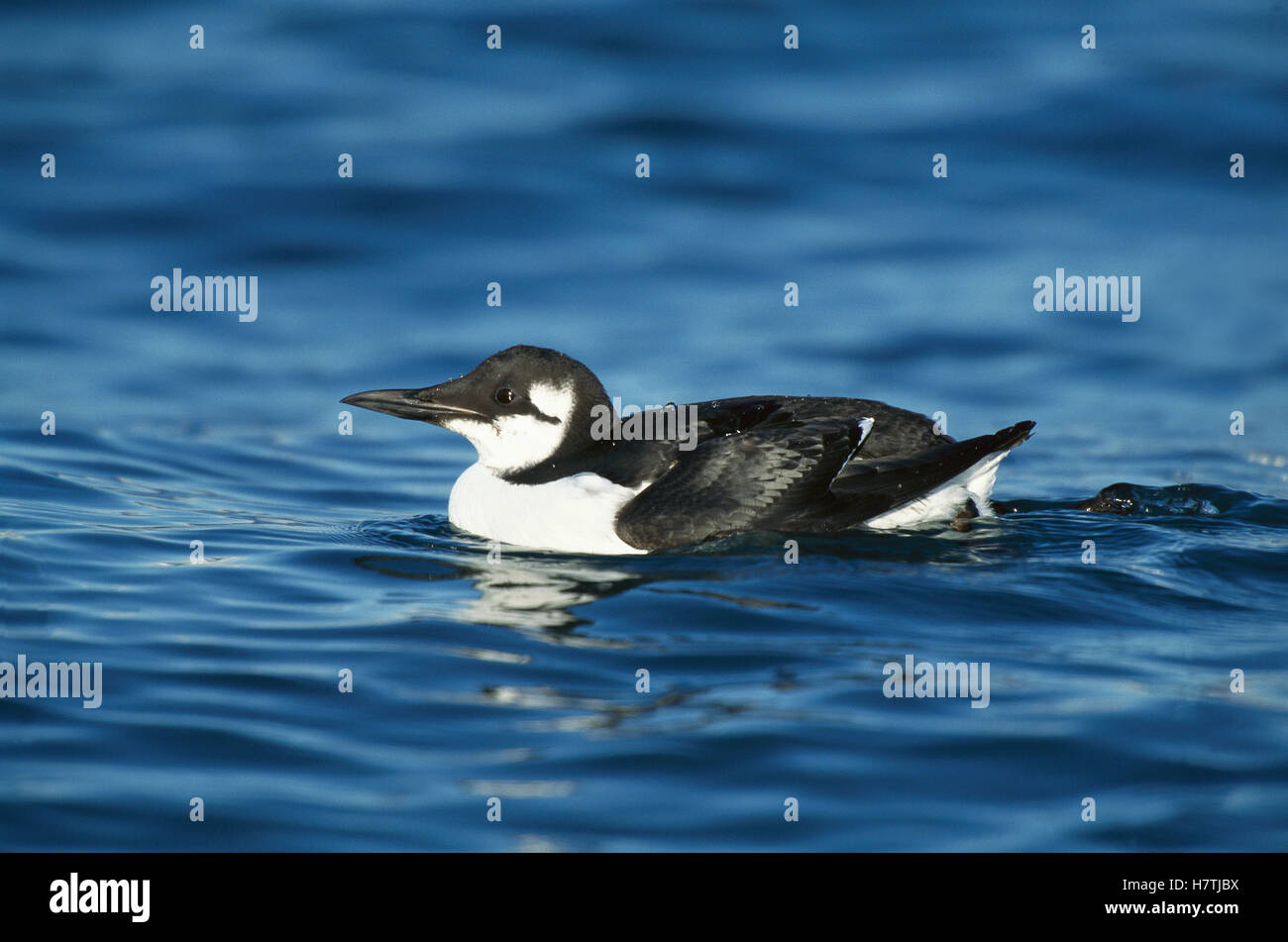 Common Murre (Uria aalge) on water, Alaska Stock Photo - Alamy