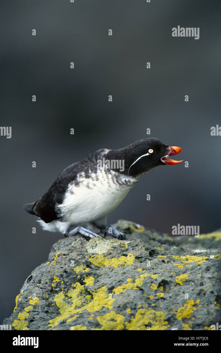 Parakeet Auklet (Cyclorrhynchus psittacula) calling, St Paul Island ...