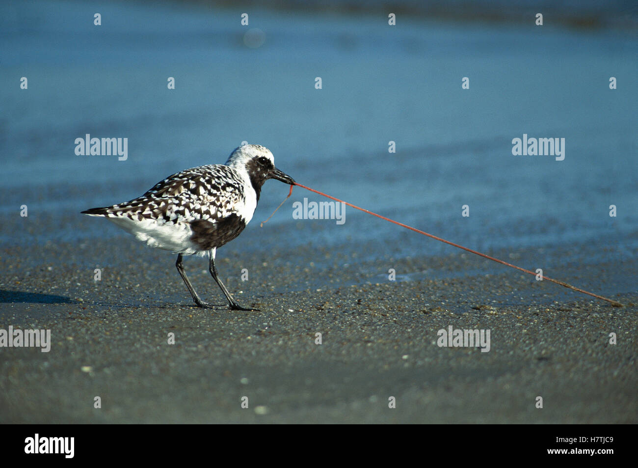 Black-bellied Plover (Pluvialis squatarola) pulling Sandworm from ...
