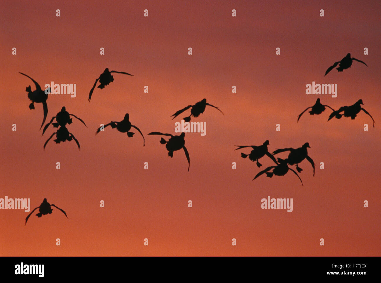 Canvasback (Aythya valisineria) duck, flock coming in to land, sunrise ...