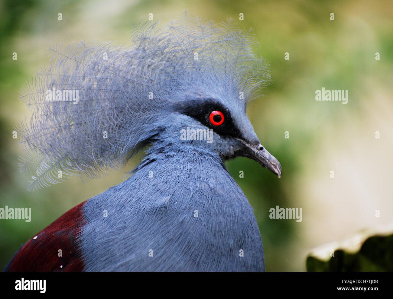 Victoria crown pigeon hi-res stock photography and images - Alamy