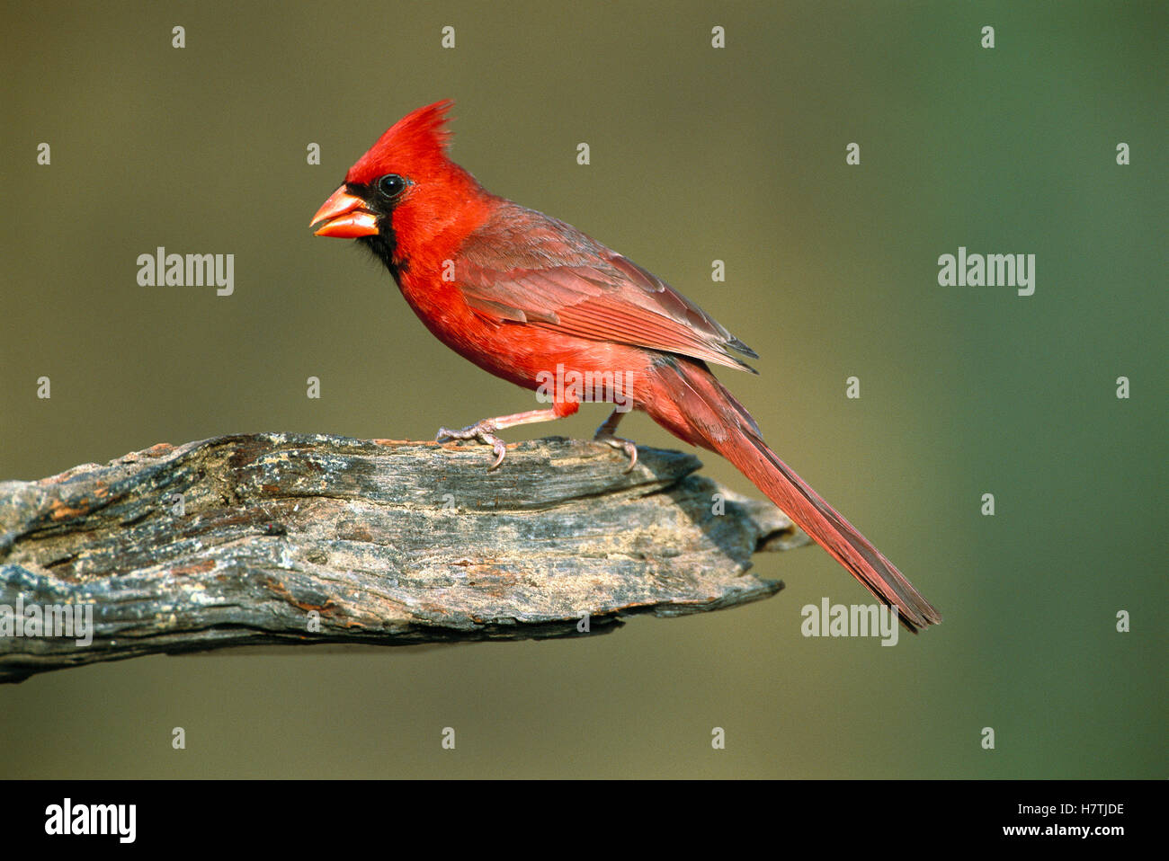 Northern Cardinal (Cardinalis cardinalis) male perching, Rio Grande ...