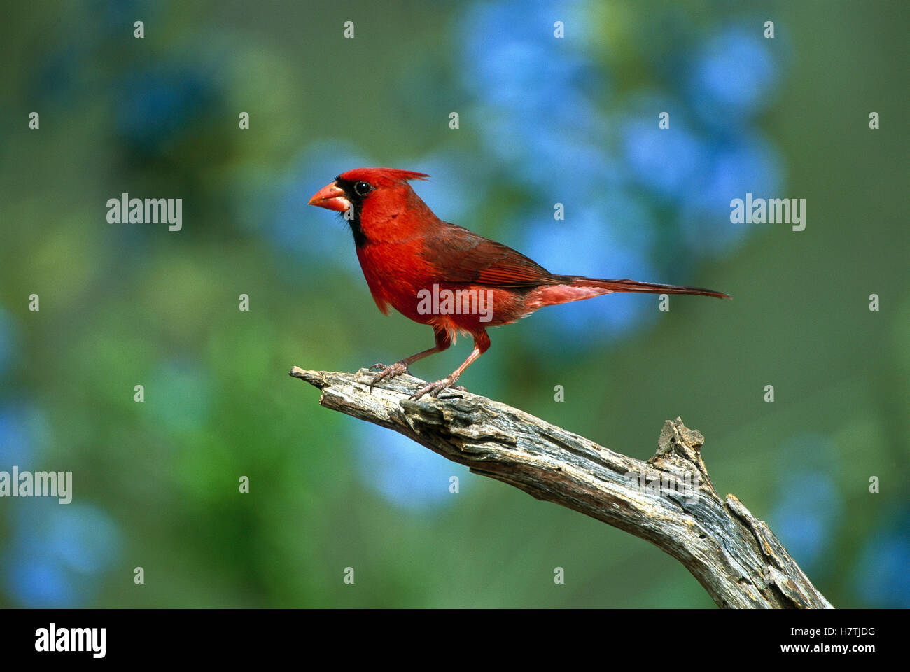 Northern Cardinal (Cardinalis cardinalis) male perching, Rio Grande ...