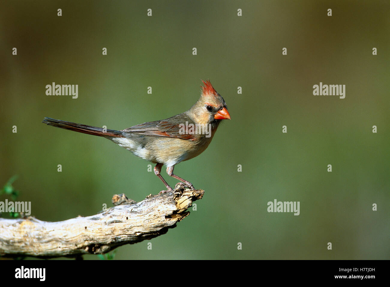 Northern Cardinal (Cardinalis cardinalis) female perching, Rio Grande ...
