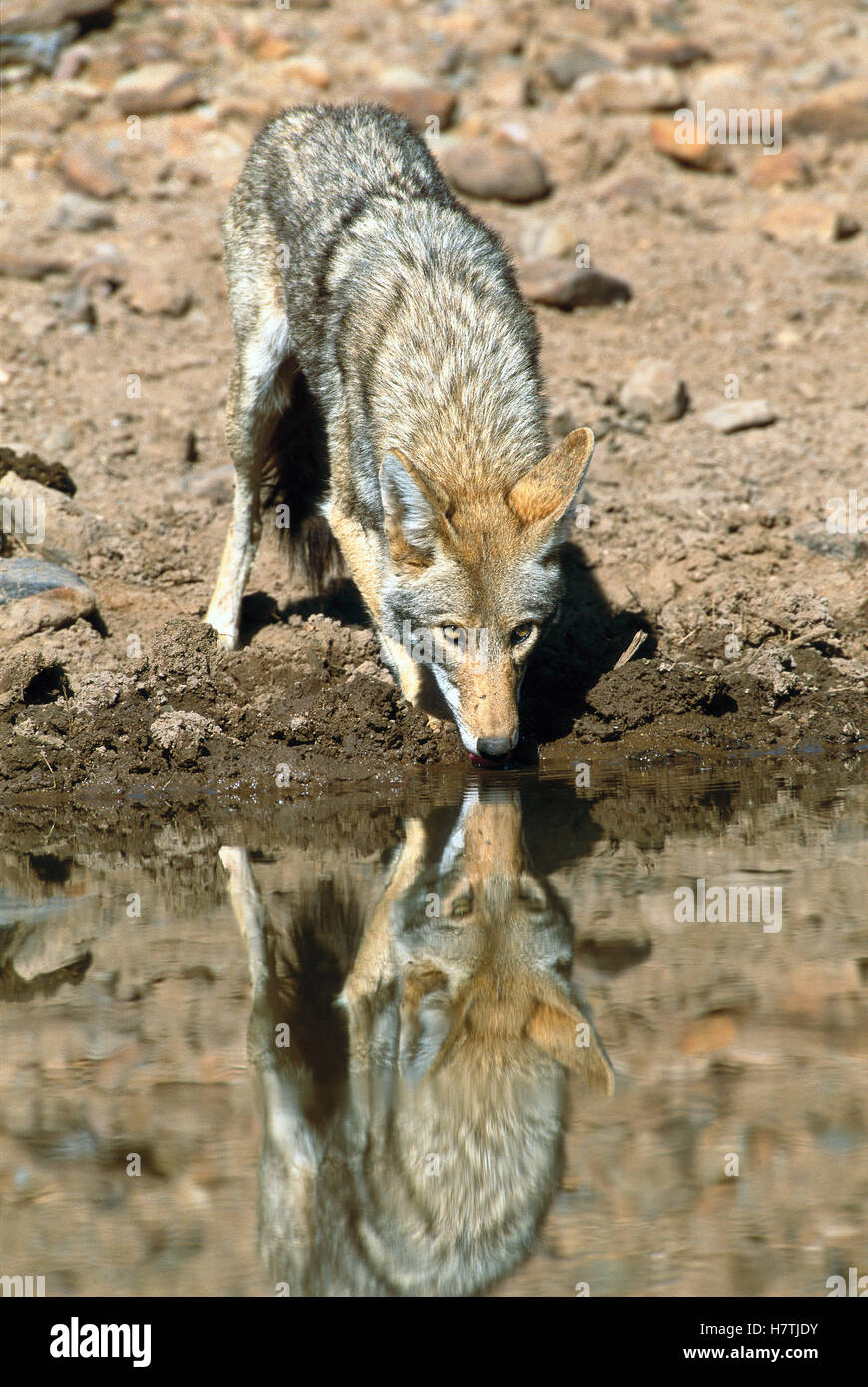 Coyote (Canis latrans) drinking at waterhole, southeast Arizona Stock ...