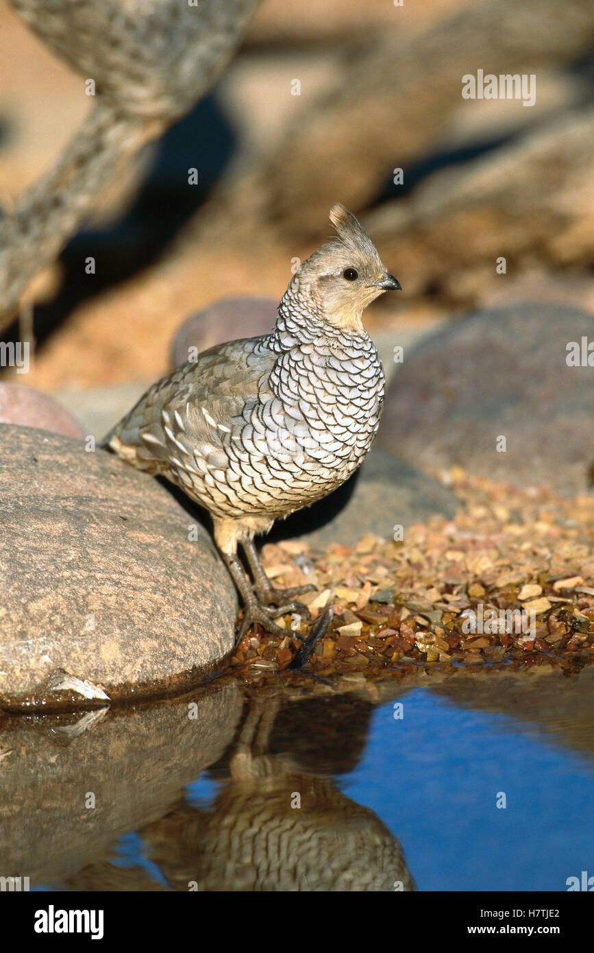 Scaled Quail (Callipepla squamata) at water hole, Green Valley, Arizona ...