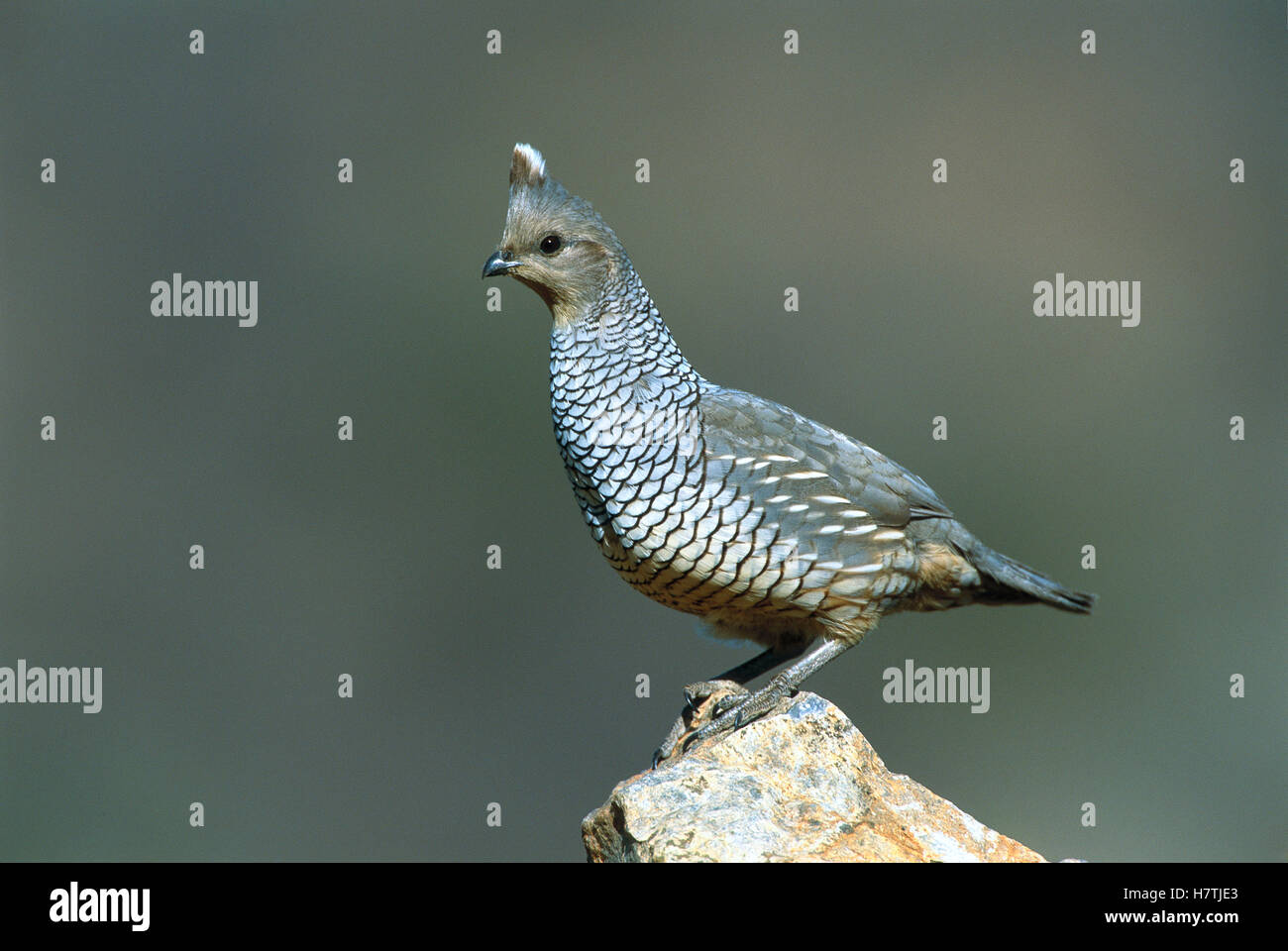 Scaled Quail (Callipepla squamata) perched on rock, Green Valley ...