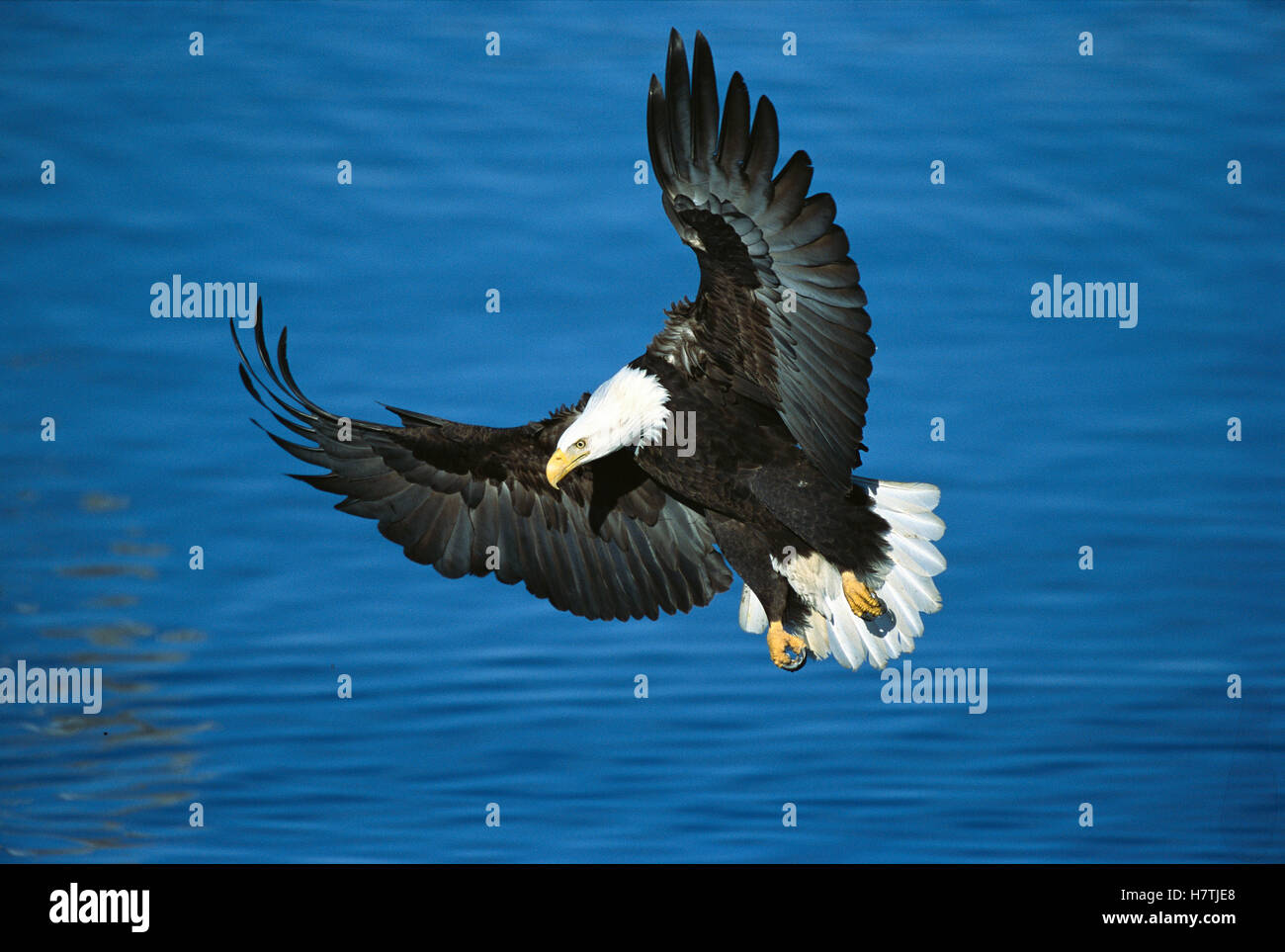 Bald Eagle (Haliaeetus leucocephalus) flying over water, Kenai Peninsula, Alaska Stock Photo - Alamy