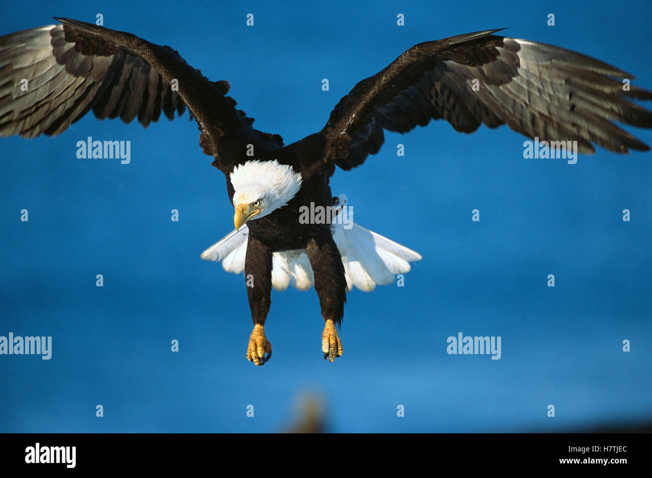 Bald Eagle (Haliaeetus leucocephalus) flying, Kenai Peninsula, Alaska Stock Photo - Alamy