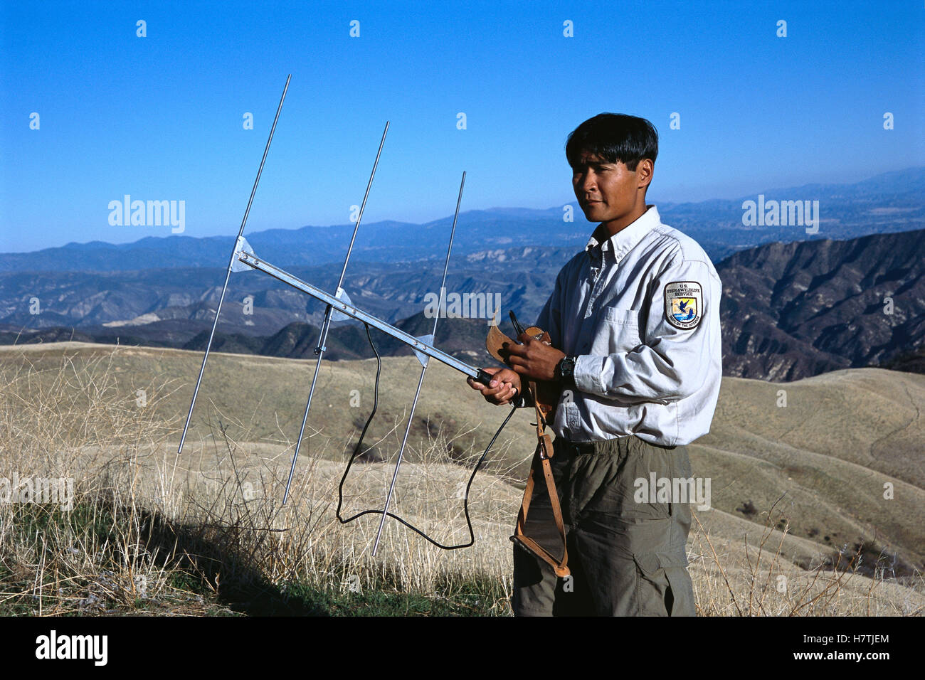 California Condor (Gymnogyps californianus) researcher using radio ...