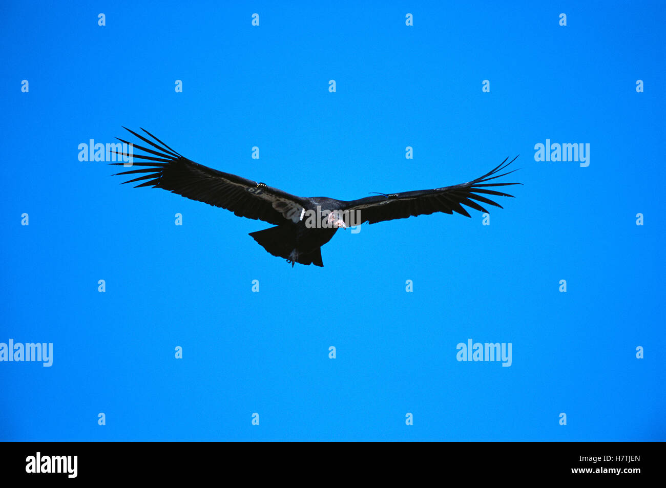 California Condor (Gymnogyps californianus) flying, Hopper Mountain ...