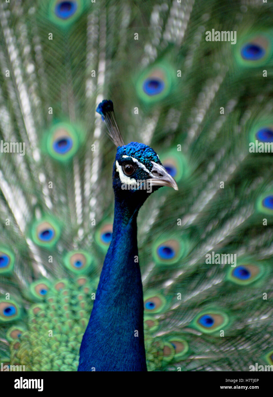 Portrait of a peafowl with its tail coverts Stock Photo - Alamy