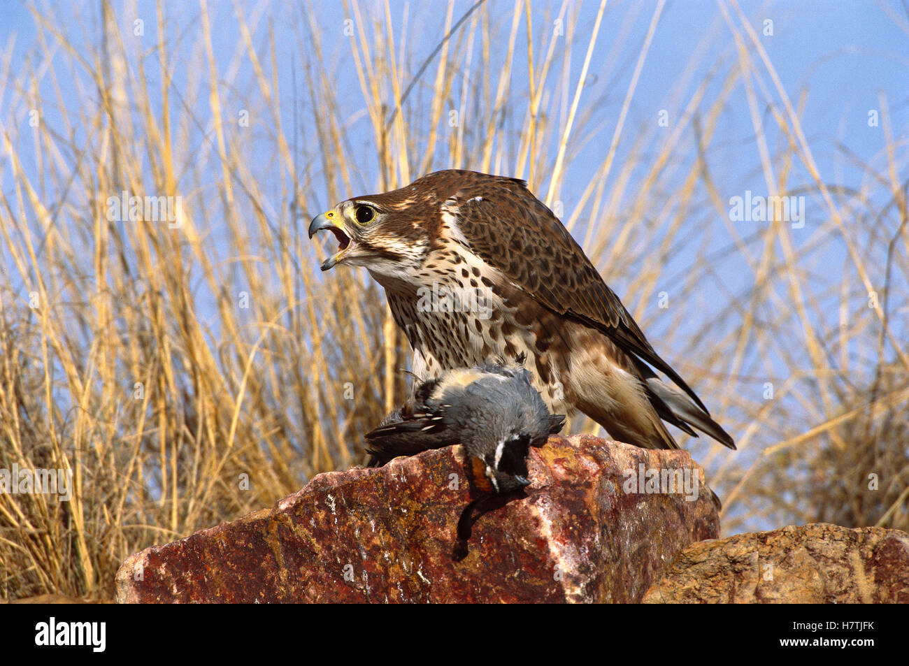 Prairie Falcon (Falco mexicanus) with Gambel's Quail (Callipepla ...