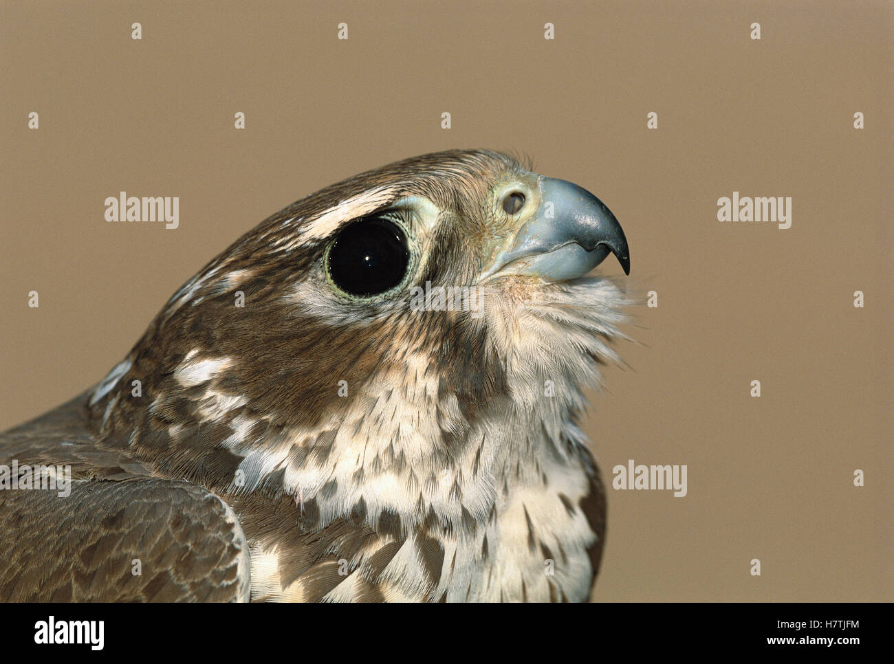 Prairie Falcon (Falco mexicanus) close-up portrait at banding station ...