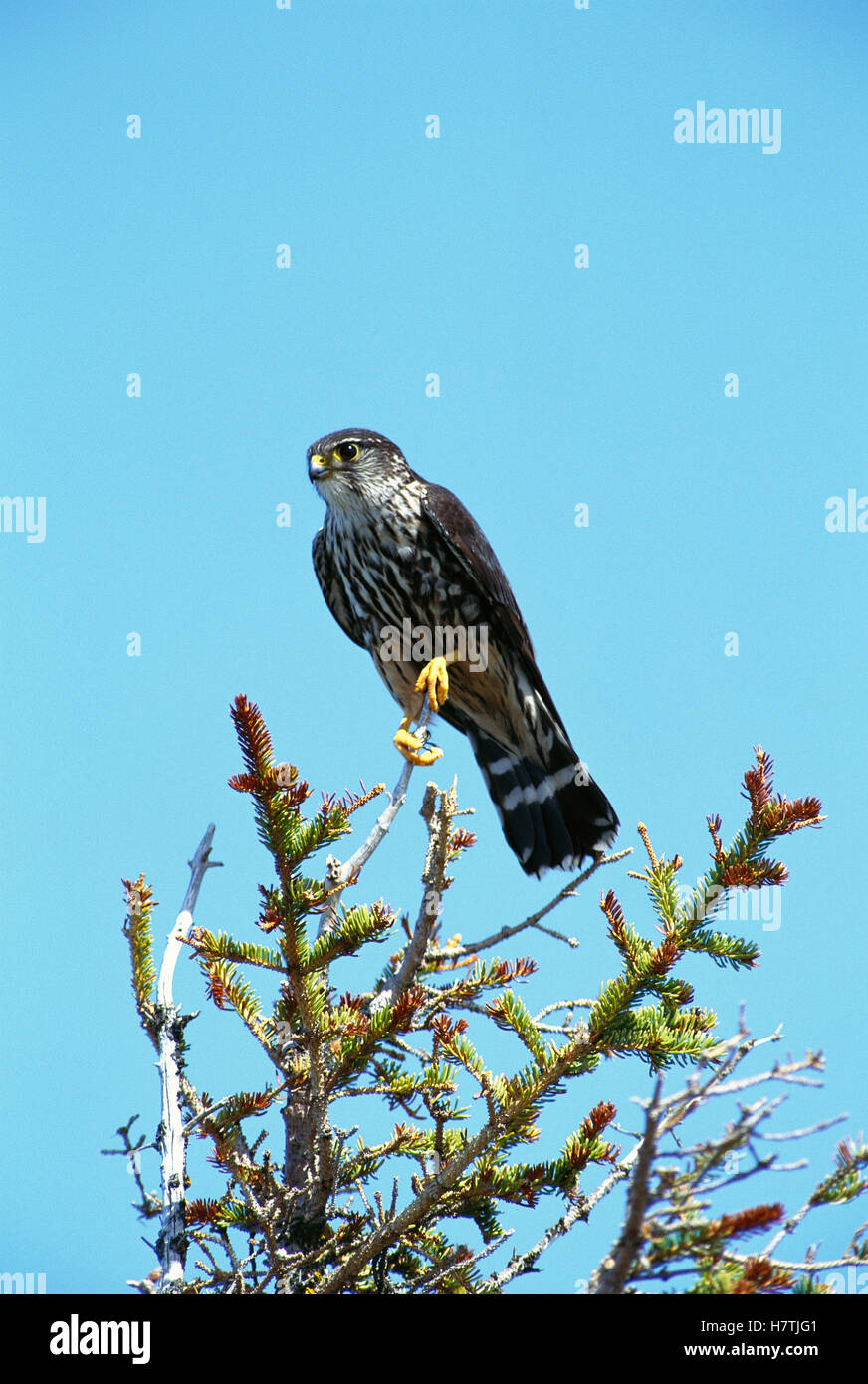 Merlin (Falco columbarius) perching in tree, Churchill, Manitoba ...