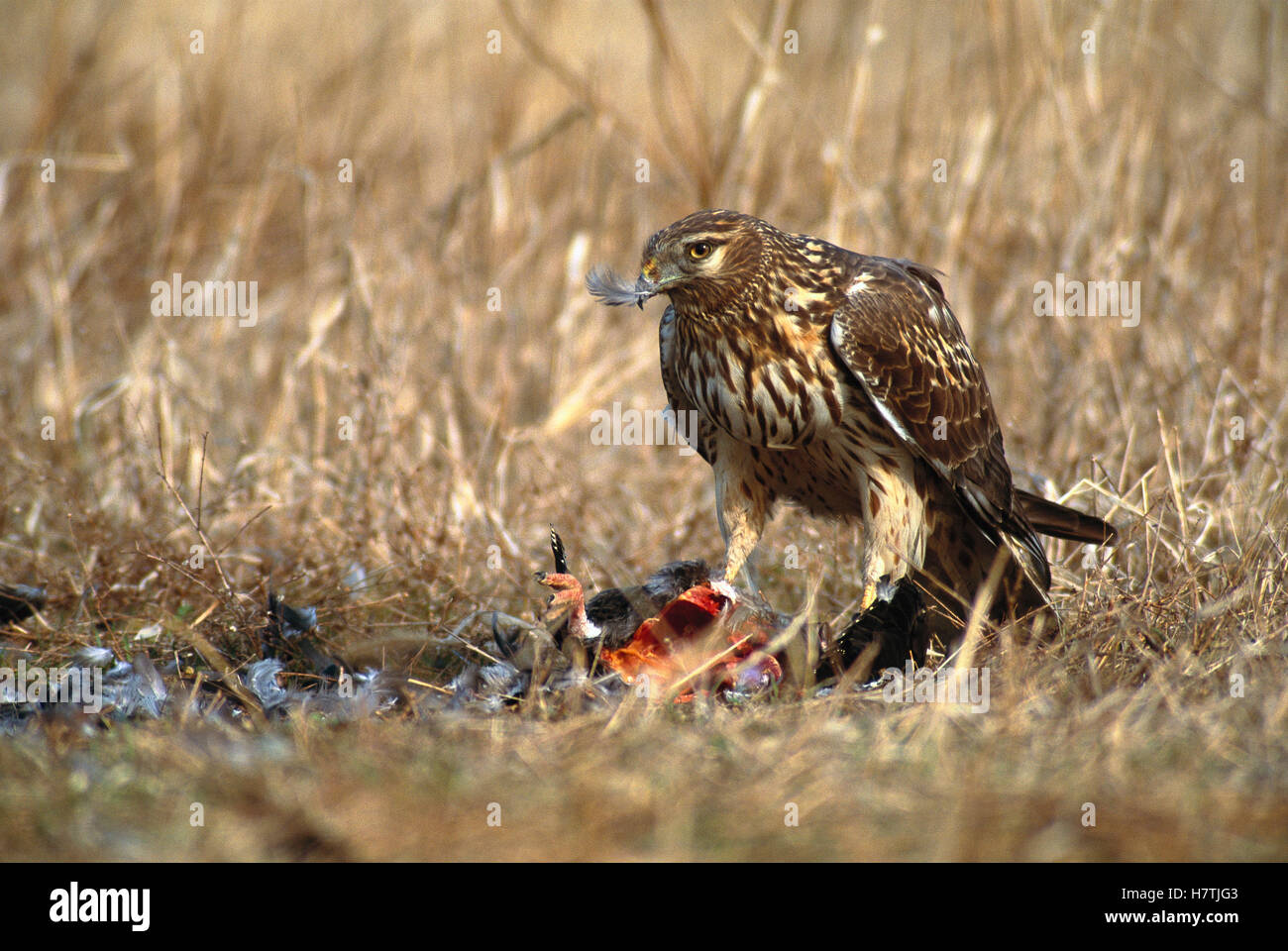 Northern Harrier (Circus cyaneus) female feeding on prey, Long Island ...